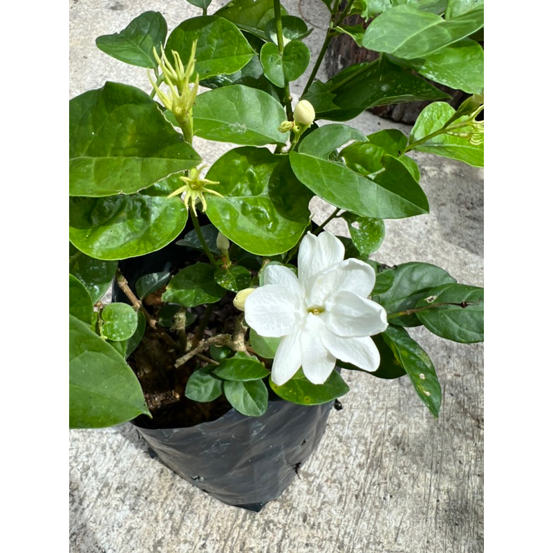 Bunga Melur Bulat / Jasmine dalam polybag | Shopee Malaysia