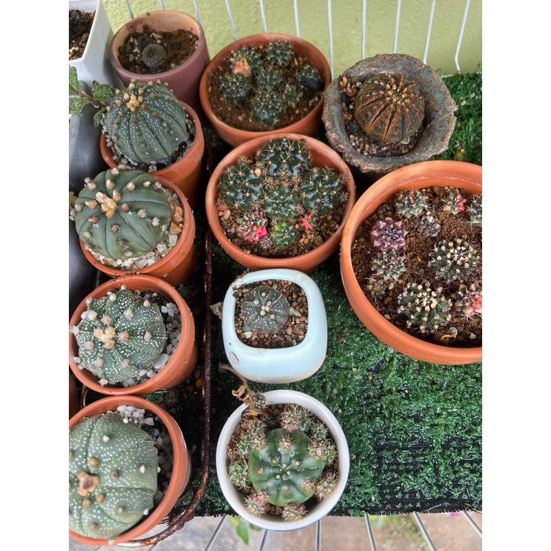 Gymno Damsi pups (all in a pot) | Shopee Malaysia