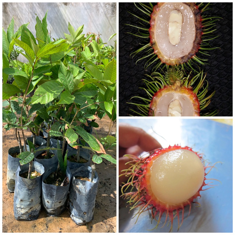 Anak pokok rambutan jarum mas hybrid | Shopee Malaysia
