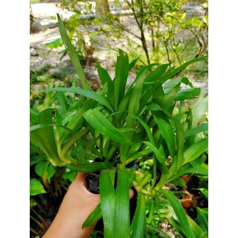 Rumput Cina Viral untuk kesihatan / rumput siti khadijah / rumput ...
