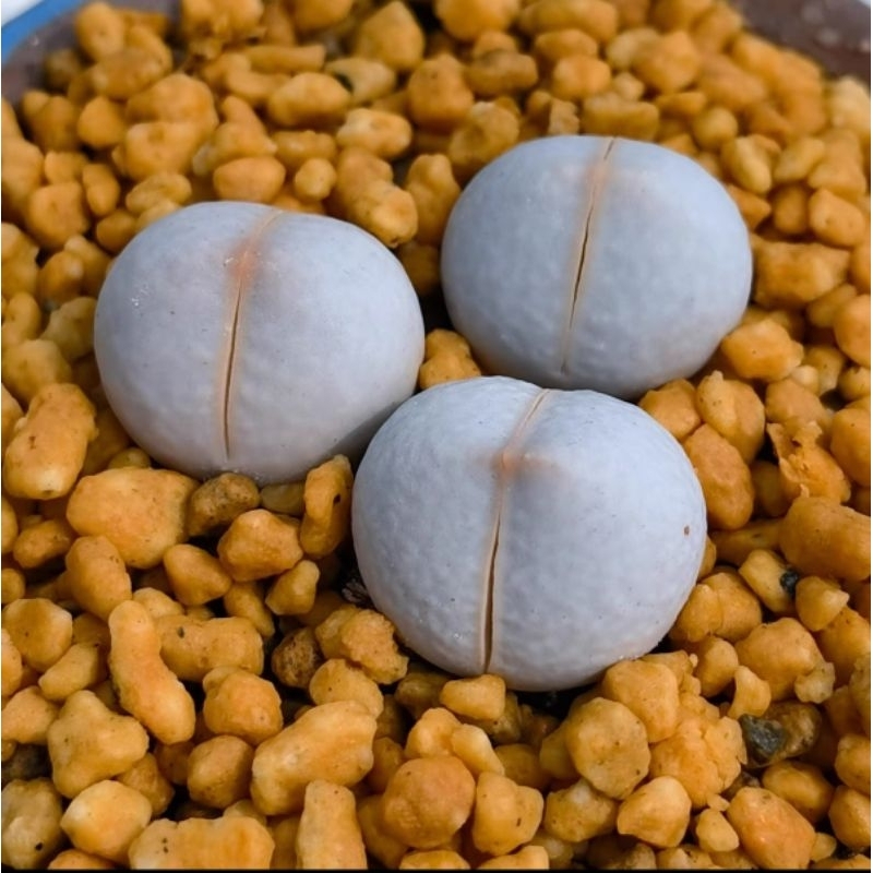 WAF succulent rare Lithops Golf 高尔夫 （±1.8cm) direct from Cameron ...