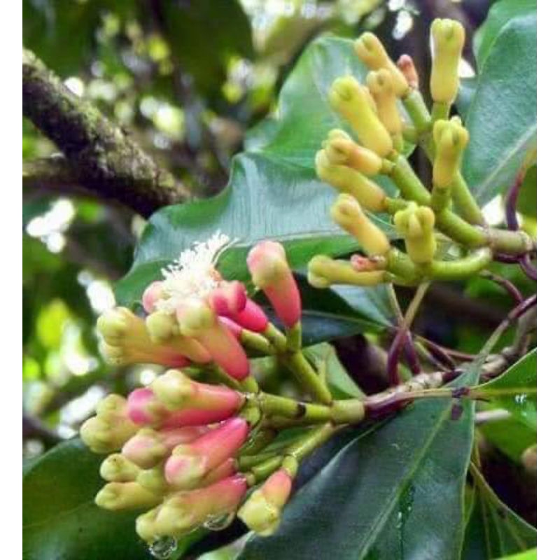 pokok bunga cengkih/pokok bunga cengkih | Shopee Malaysia