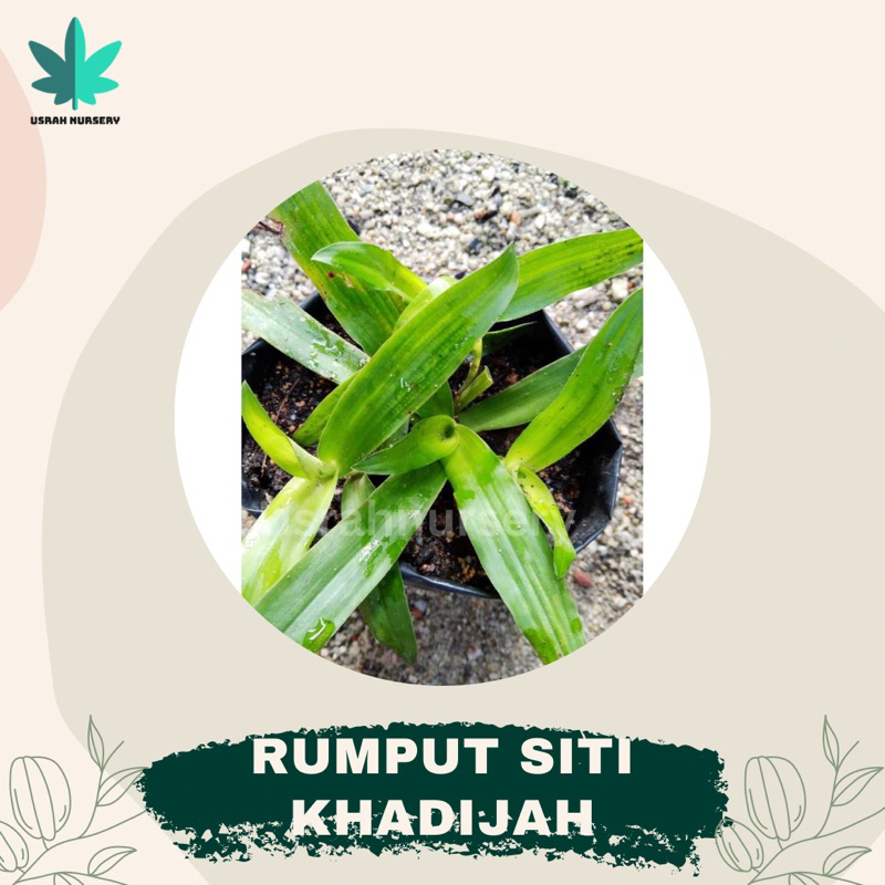 Rumput Siti Khadijah / Rumput Beijing /Spiderwort Grass/ Rumput Cina ...