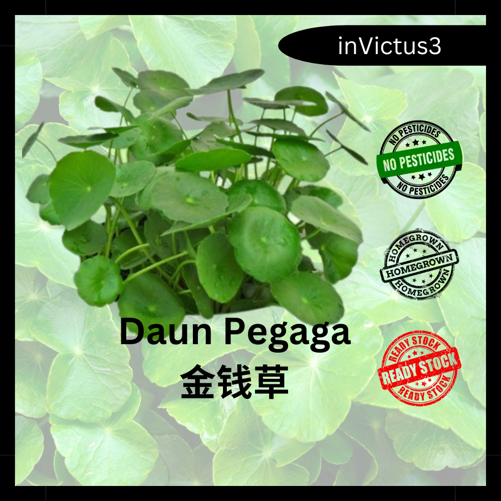 100g Ulam Segar Daun Pegaga Sayur Herba Centella Asiatica Grass Herbal ...