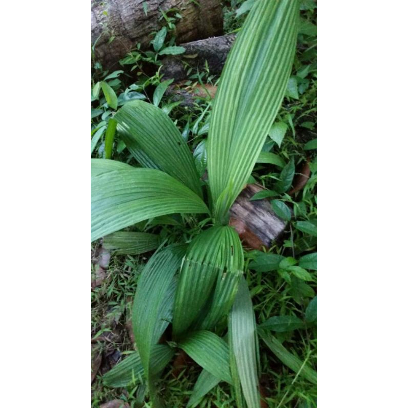 Pokok Lemba / Kelapa Puyuh Dalam Polybag | Shopee Malaysia