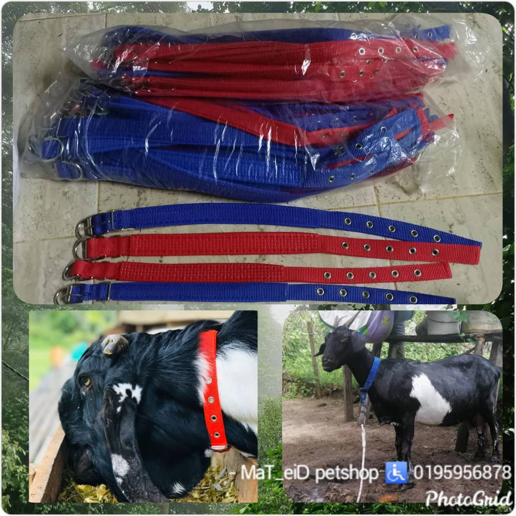 🔥 Tali Leher Kambing 🔥 ( Biru dan Merah ) | Shopee Malaysia