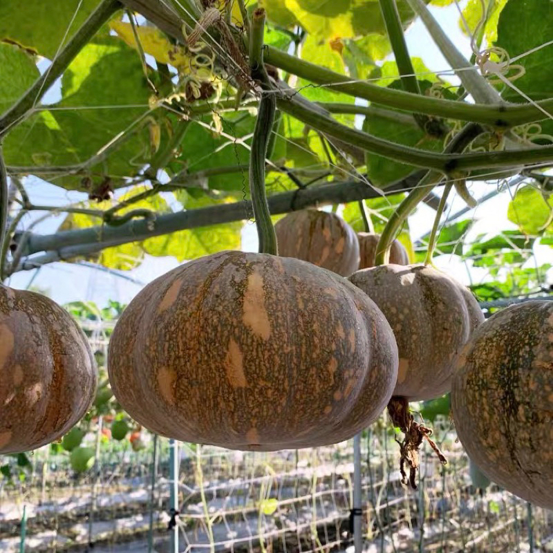 5Biji Benih Labu Lemak Manis Isi Tebal (Buah berat 4-8kg) /Sweet ...