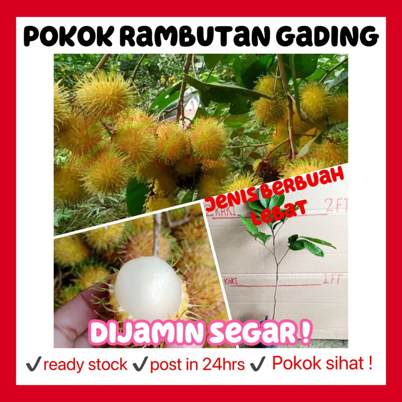 rina • anak pokok rambutan gading • hybrid fruit tree fruit sapling ...