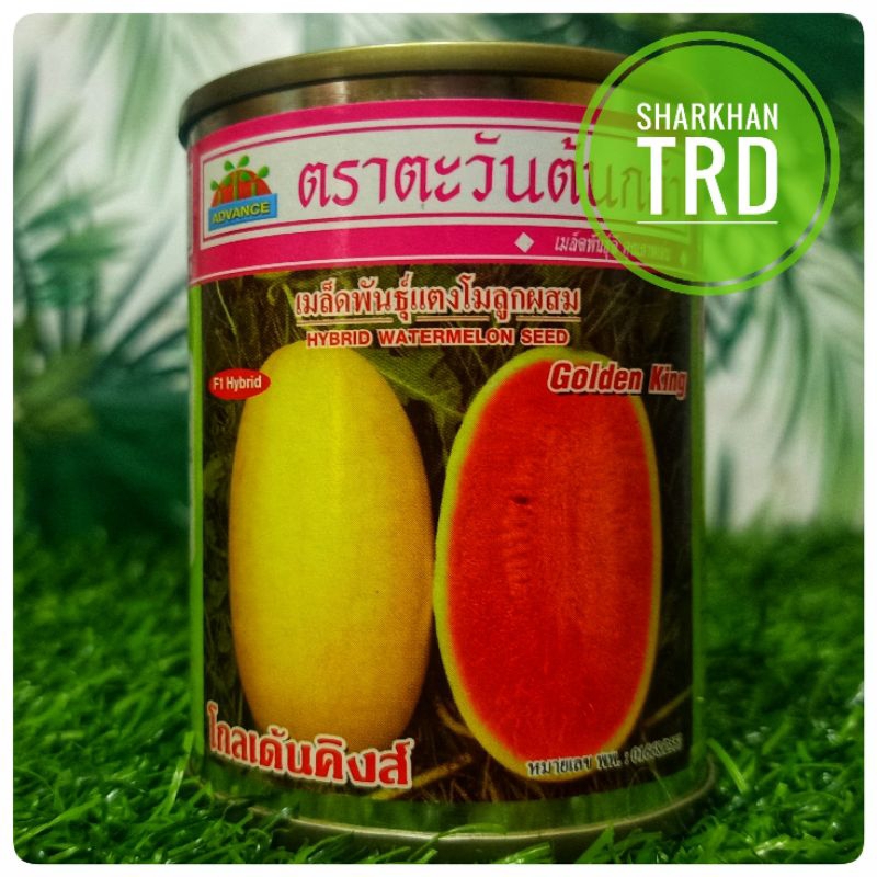 Tin 20g - 40g GOLDEN KING Advance Seeds Thailand Biji Benih Tembikai ...