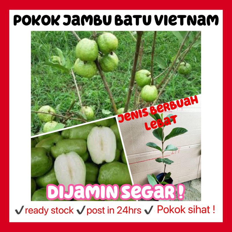 rina • anak pokok Jambu batu Vietnam (tiada biji) • seedless fruit ...