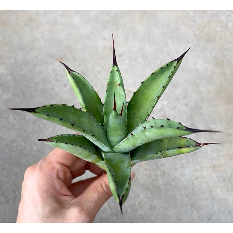 GEM Succulent Plant 龙舌兰植物科系列Agave | Shopee Malaysia