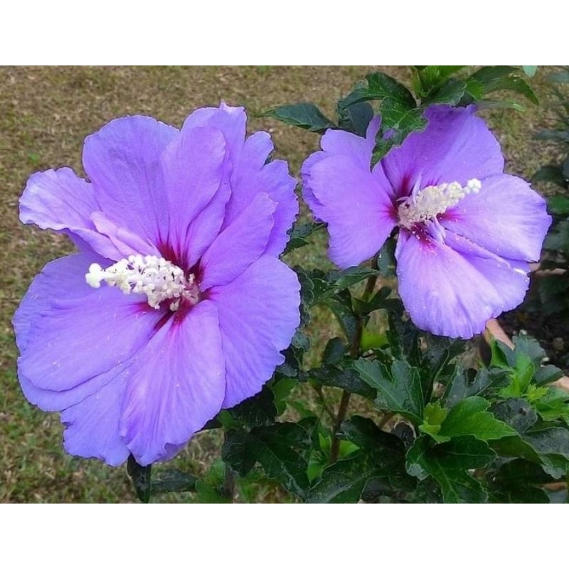 Part 4/6 : Pokok Bunga Raya Hibiscus Rose Of Sharon Lavender Chiffon ...