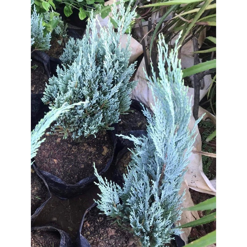 Pokok blue pine juniperus chinensis sesuai untuk landskap | Shopee Malaysia