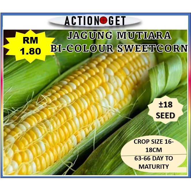 Benih Jagung Mutiara 18+- SEED Benih Pokok Jagung Bi-colour Sweetcorn ...