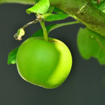 Apple 平萍果种子 Biji Benih Epal Manis Fruit Buah Buahan Seed Plant 10pcs ...