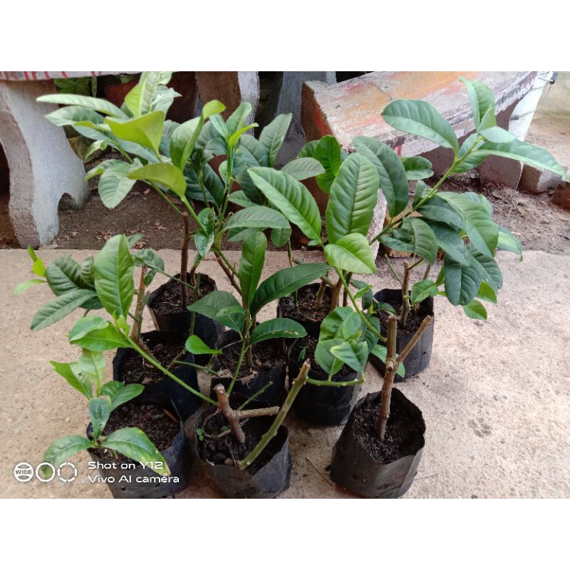Anak Pokok Limau Jari | Shopee Malaysia