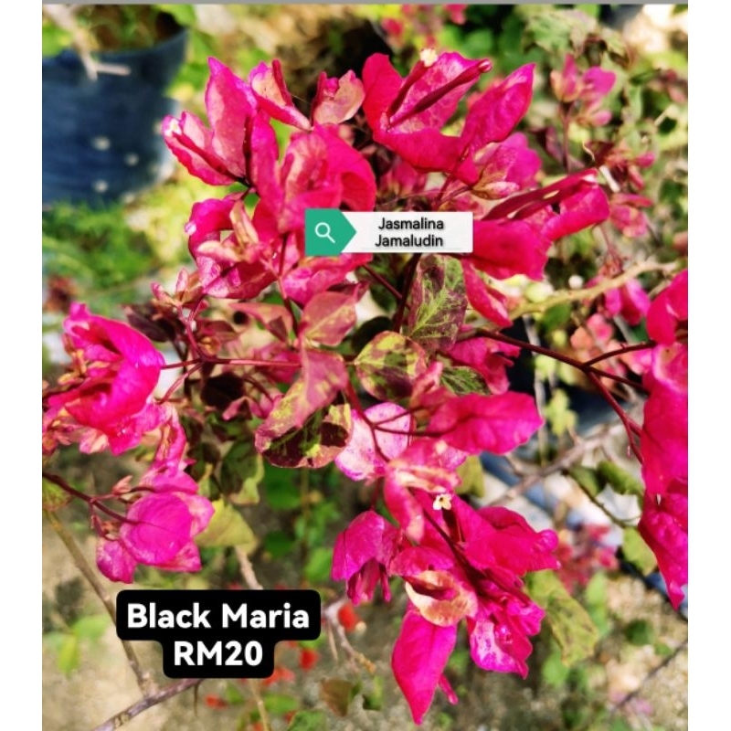 Bunga Kertas Bougainvillea Black Maria | Shopee Malaysia