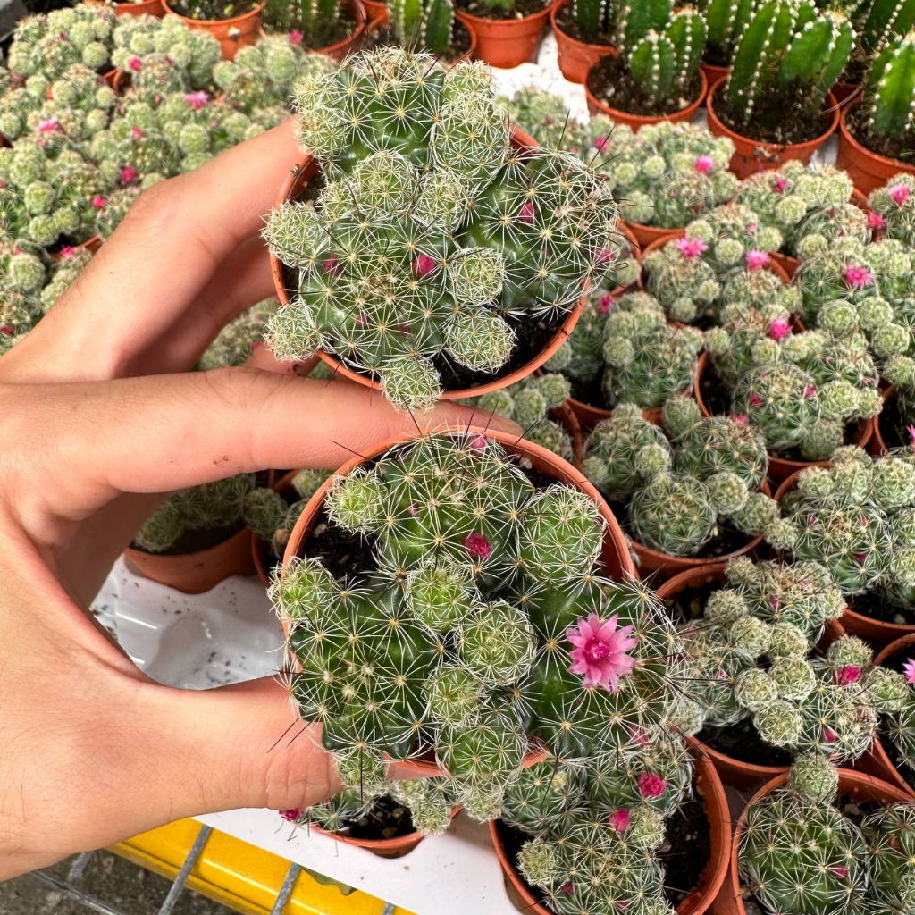 GPS Green Plant Society live Cactus Family Type 44 Pink Flower Silver ...