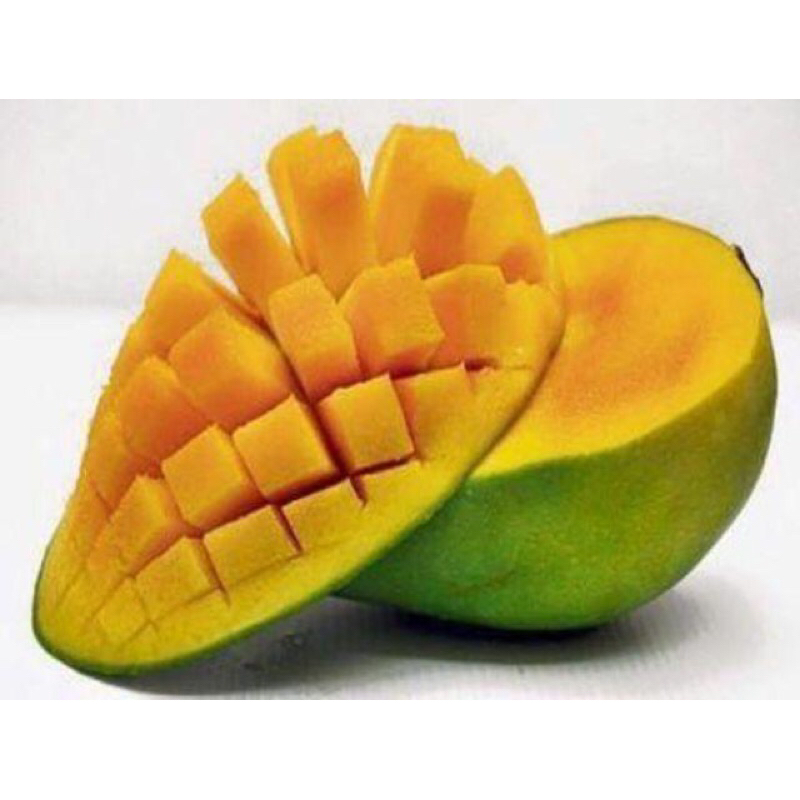 Anak Pokok Mangga Harumanis hybrid pokok cepat berbuah super manis ...