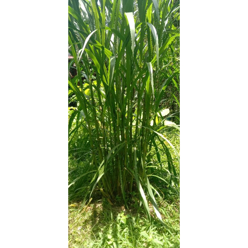 Rumput Napier Fresh / Makanan Ternakan / 1 KG | Shopee Malaysia