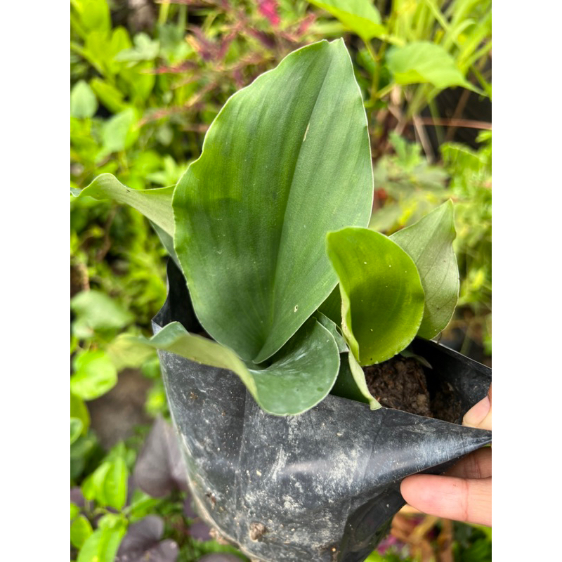 Cekur dalam polybag / Ulam-ulaman Cekur | Shopee Malaysia