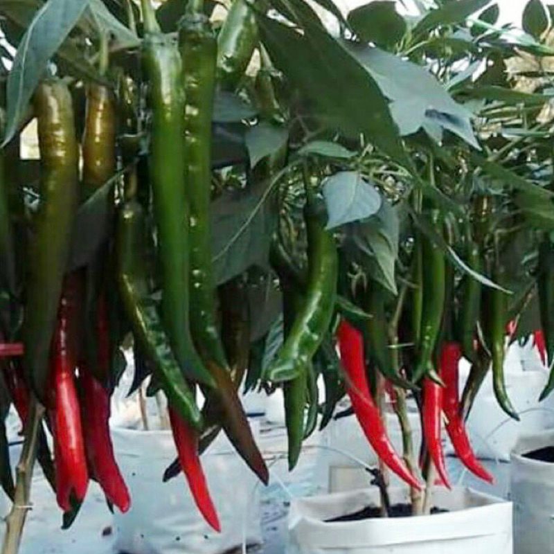 30 SEED - CILI KULAI MERAH Panjang Hybrid / Hot Pepper | Shopee Malaysia