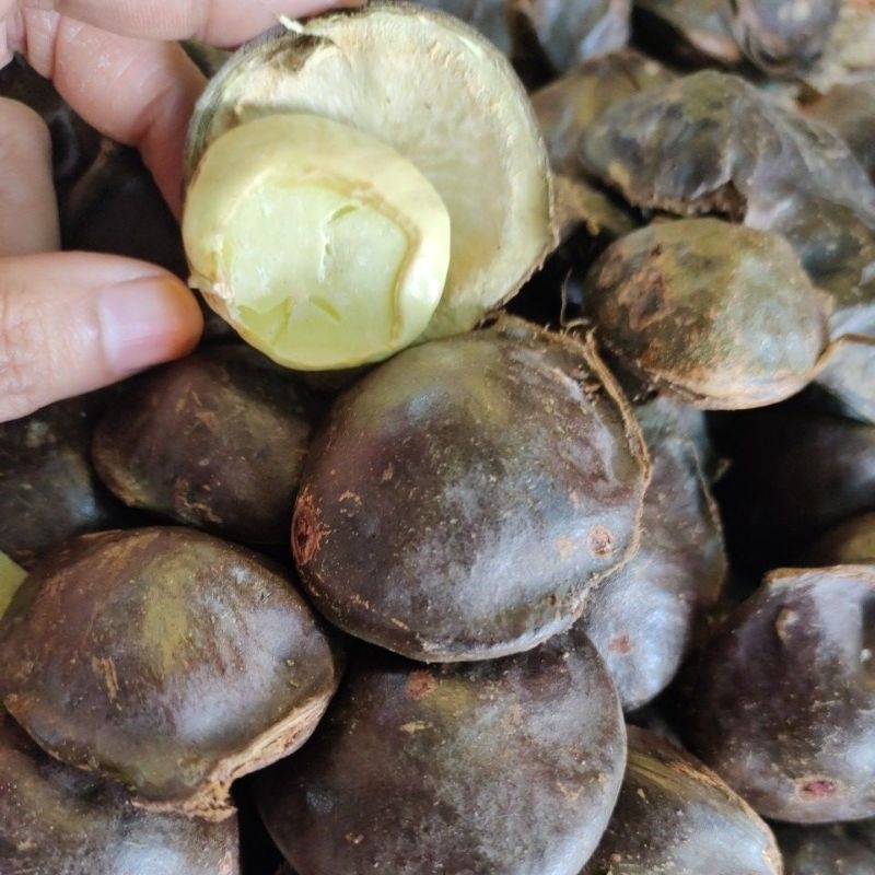 Buah jering muda kedai lina | Shopee Malaysia