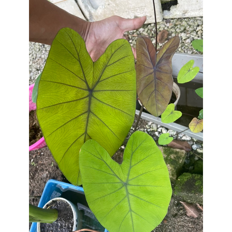 COLOCASIA CANARY USA | Shopee Malaysia