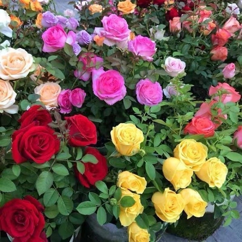 Biji Bunga - Bunga Mawar | Flower Seed - Rose | 花种子 - 玫瑰 | Shopee Malaysia