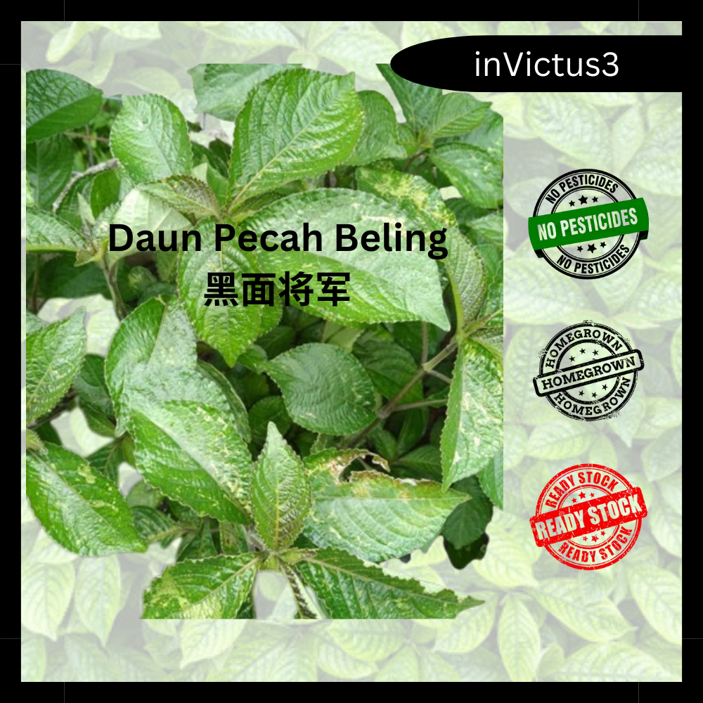 Daun Segar Pecah Beling Bayam Karang Keji Beling Jin Batu Homegrown ...