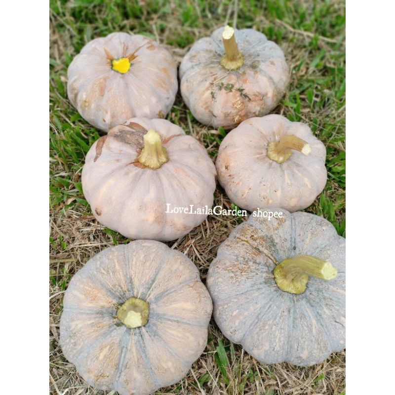LABU MANIS • 20 BIJI BENIH • SEEDS • | Shopee Malaysia