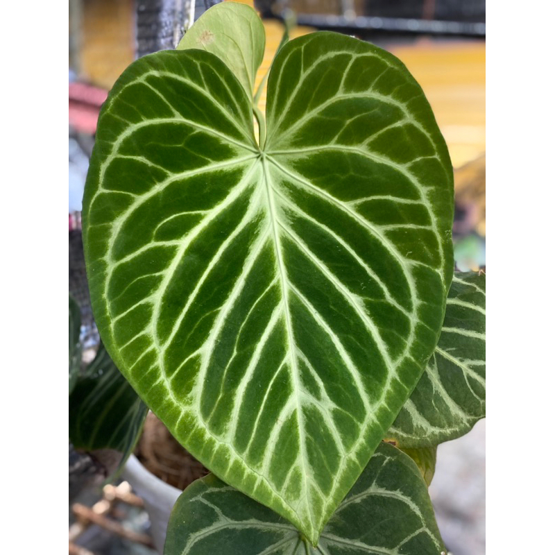 INDOOR PLANT 🪴 Anthurium Dorayaki 🌱 Anthurium Silver Hope 🌱Anthurium ...