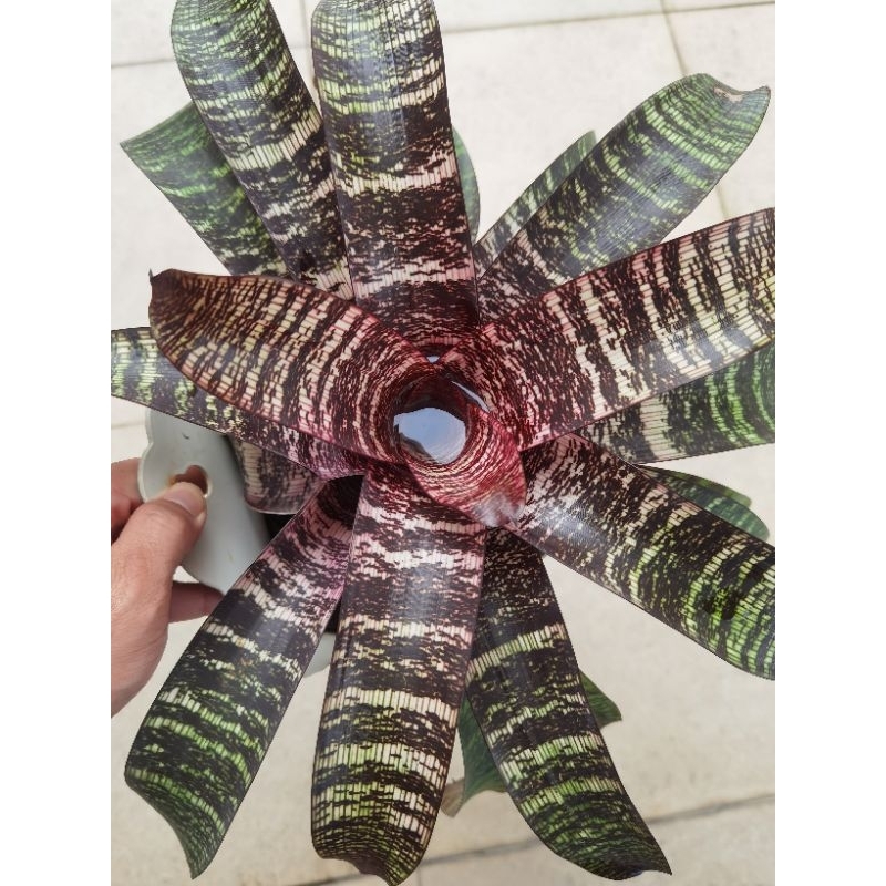 bromeliad Vriesea Red Chestnut | Shopee Malaysia