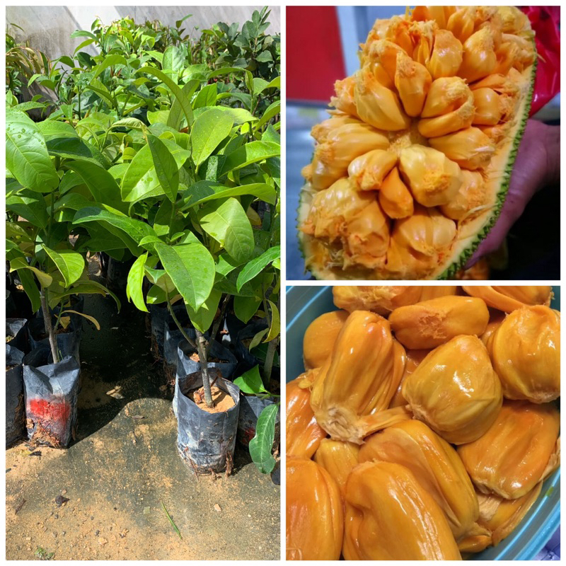 Anak pokok cempedak king penang hybrid | Shopee Malaysia