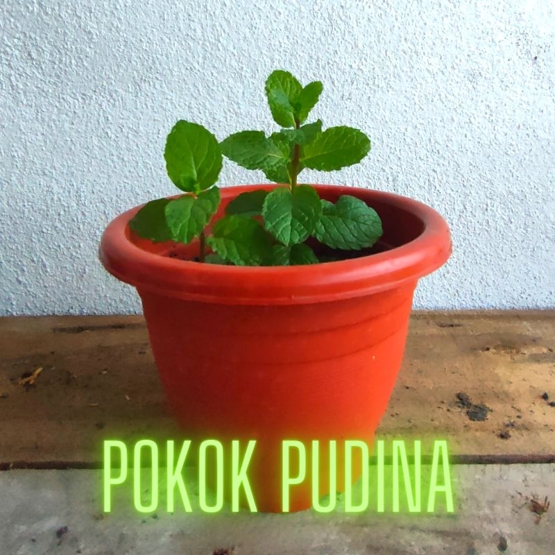 Pudina Mint Pot Herb / Vicks Pot Herb Live Plant Anak Pokok Pudina ...