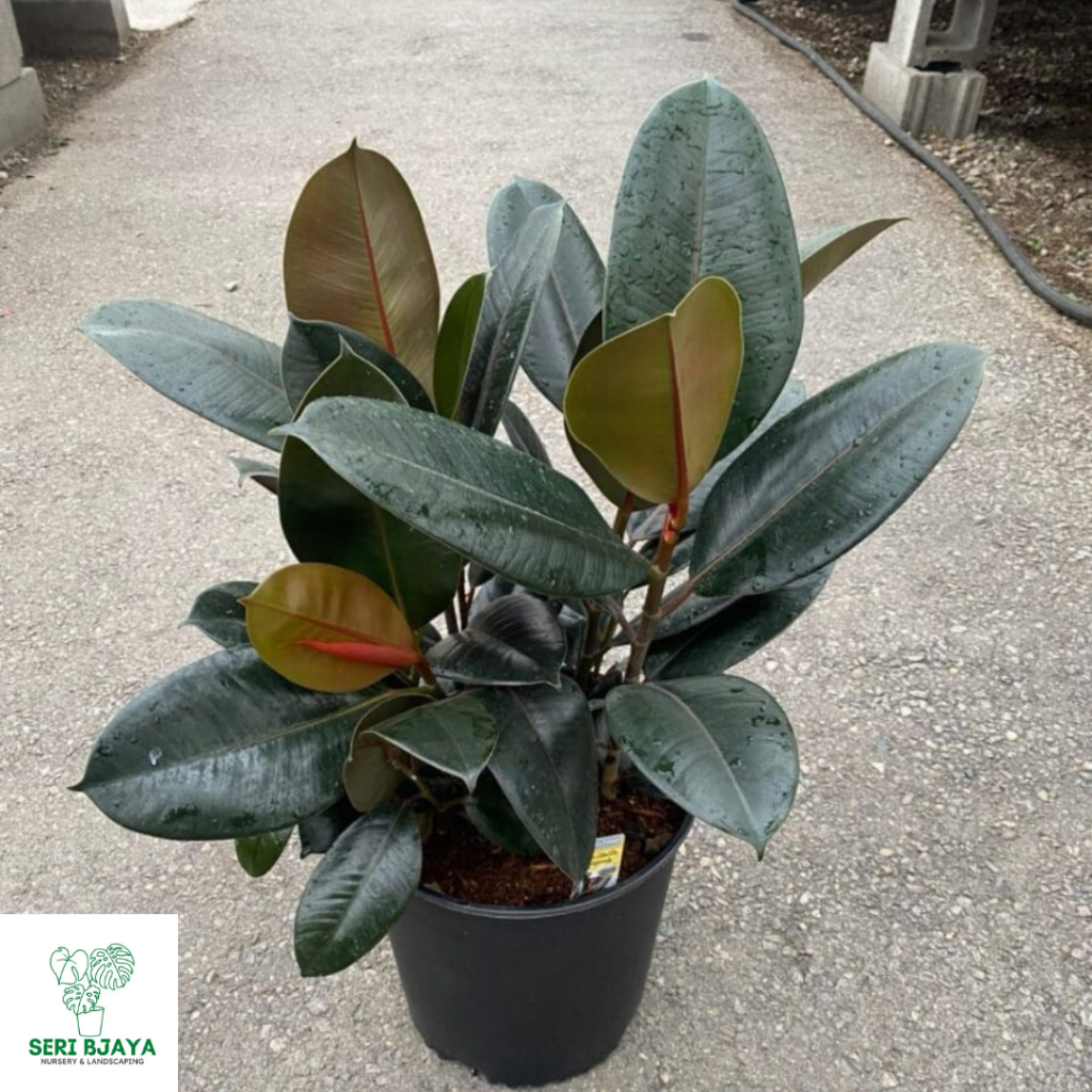 Ficus Elastica Red Ruby 3 stems 红关公/Shivereana/ Black Burgundy 3 stems ...