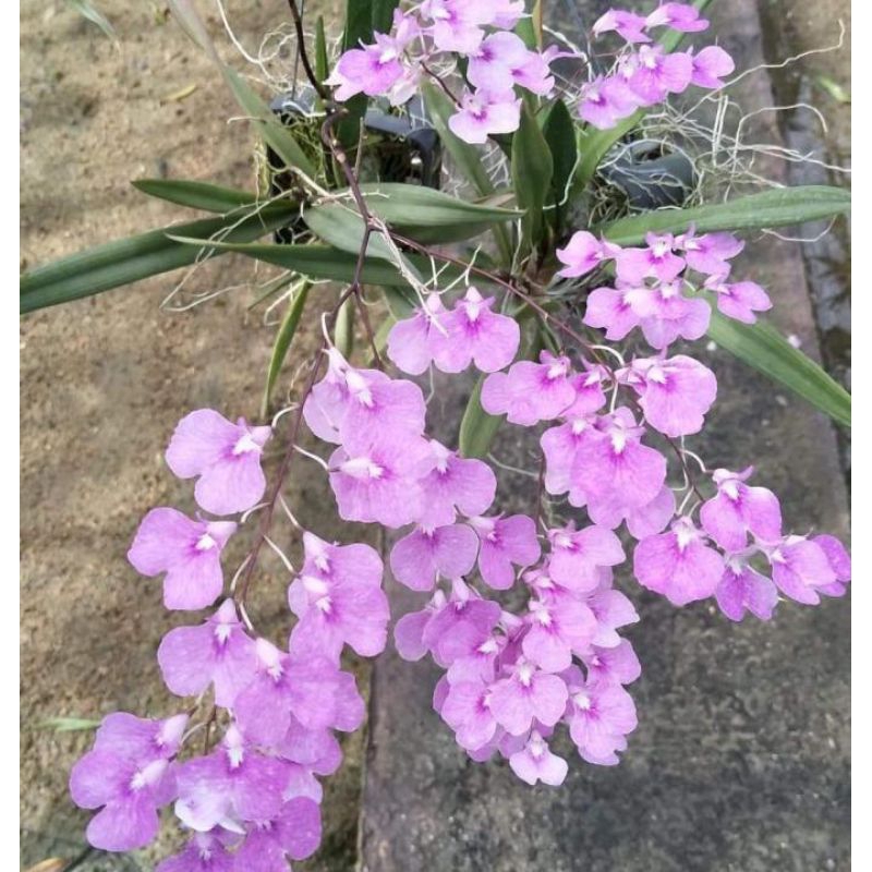 Ionopsis utricularioides orchid plant - sakura orkid (sudah bunga ...