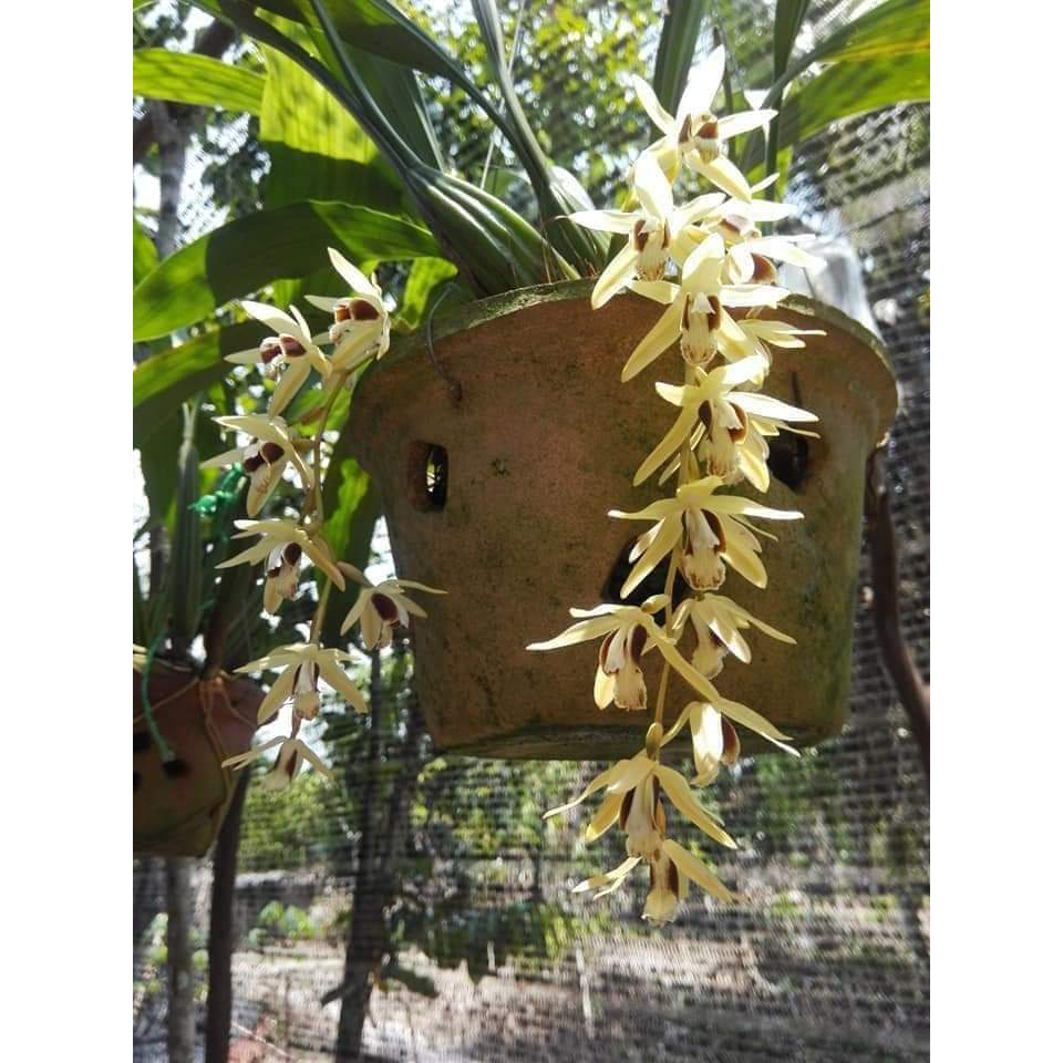 Coelogyne Testacea Wild Orchid Orkid Liar Orkid Hutan | Shopee Malaysia