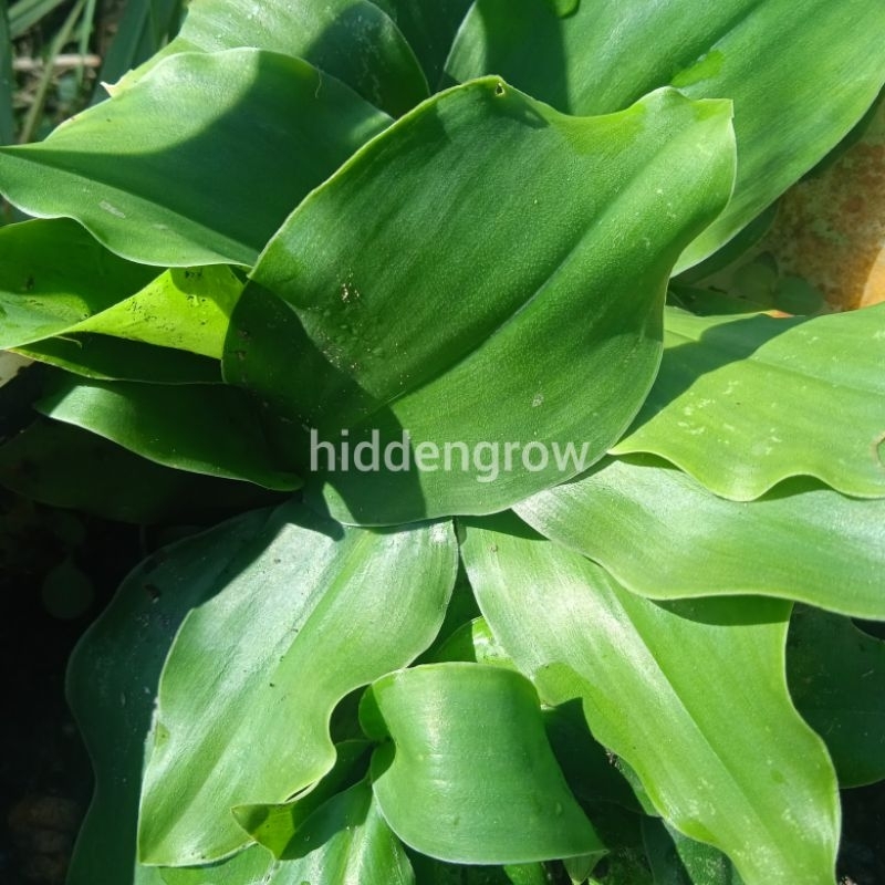Kencur / Cekur / Pokok Cekur / Benih Cekur | Shopee Malaysia