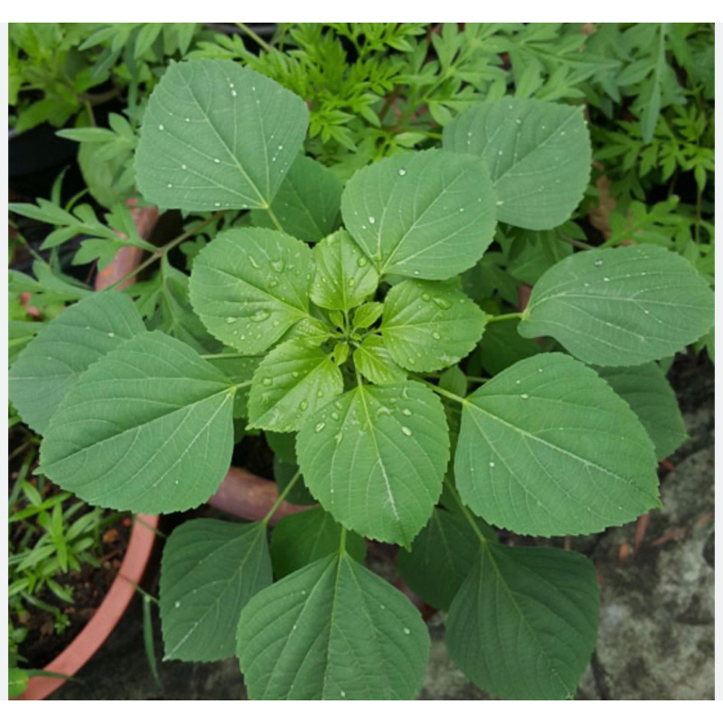 50 gram akar pokok kucing galak / 1 anak pokok | Shopee Malaysia