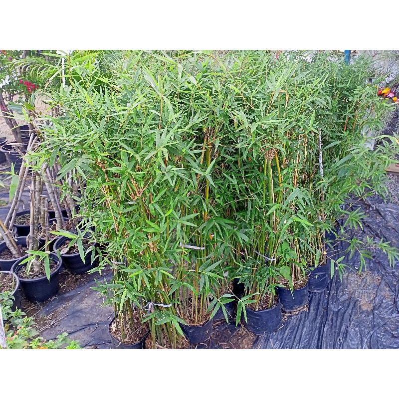 Anak pokok buluh pelleting/pokok buluh pagar | Shopee Malaysia Anak pokok buluh pelleting/pokok buluh pagar | Shopee Malaysia