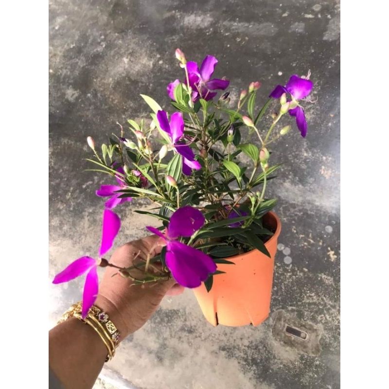 JD📌 | Senduduk | Melastoma candidum blue | Real Flower Plant | Pokok ...