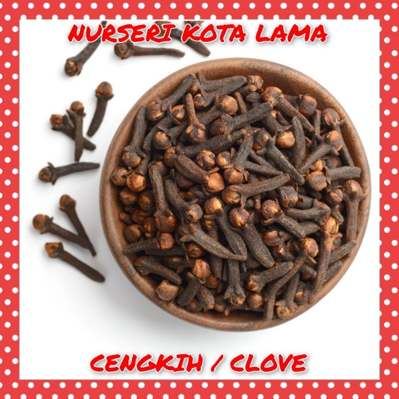 🔥RARE🔥 POKOK BUNGA CENGKIH / Cloves / Syzygium Aromaticum / Live Plants ...