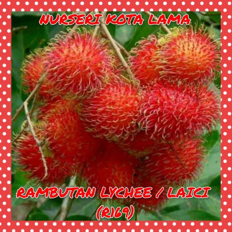 🔥RARE🔥 POKOK RAMBUTAN LAICI (R169) / Rambutan Merah / Lychee Rambutan ...