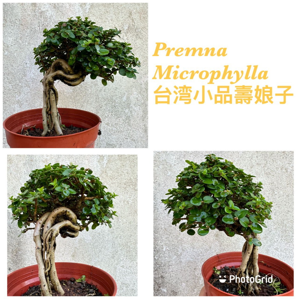 Premna Microphylla. 寿娘子. 台湾小品寿娘子. Bonsai. 小型盆栽. Mini Bonsai. | Shopee ...