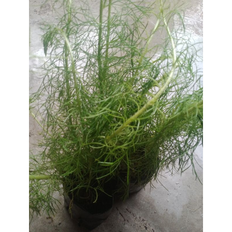 Ulam Mak wan | pokok halau nyamuk | pokok lanskap | Shopee Malaysia