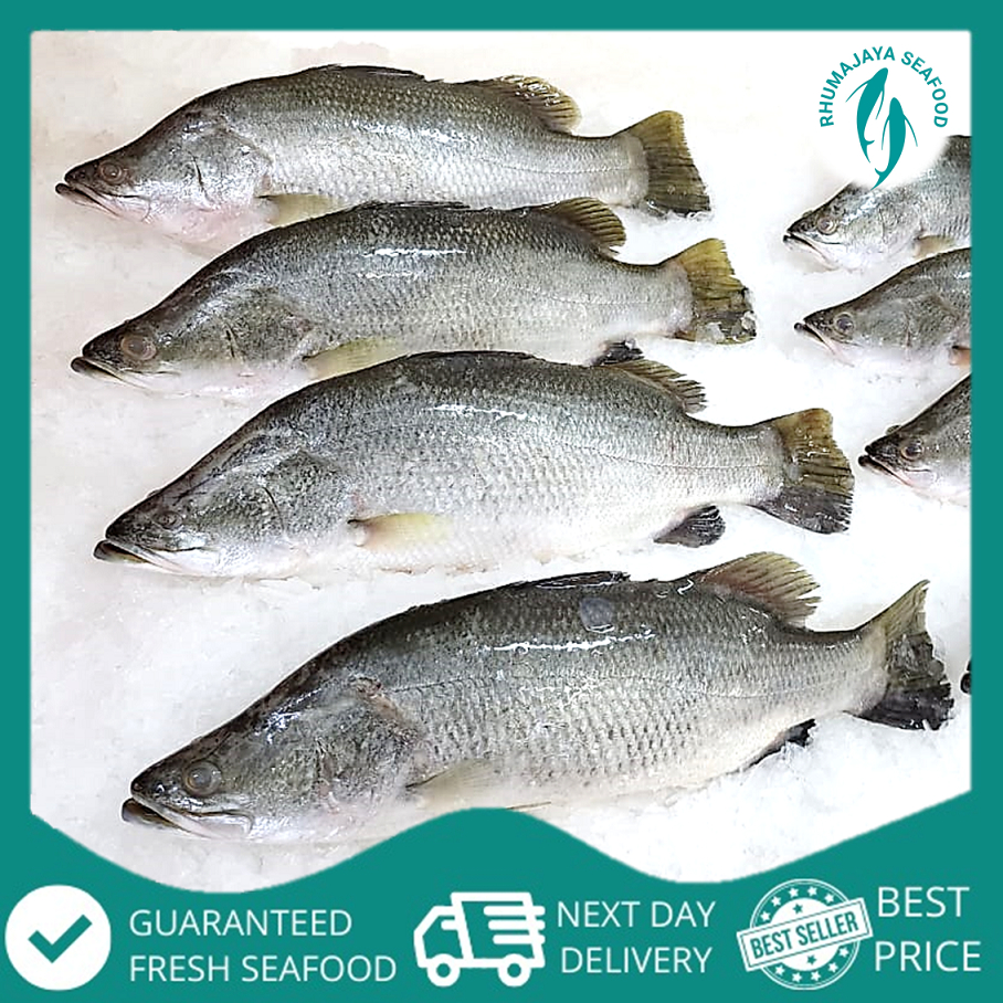 Seabass Fish 石甲鱼 Ikan Siakap 120-900gm+- (Nos/Steak/Fillet) | Rhumajaya ...