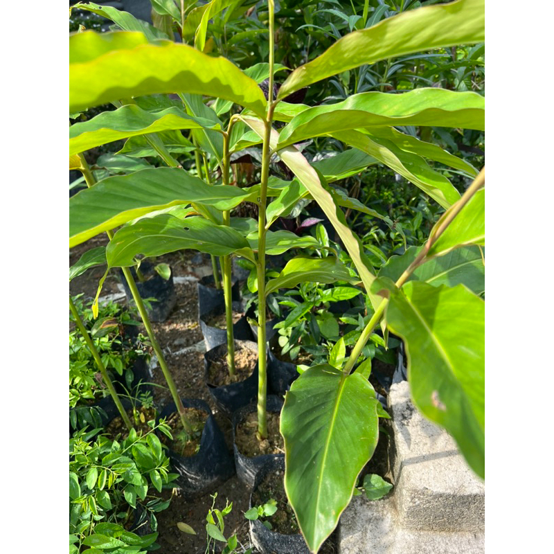 Bunga Kantan Merah Delima (Rare Plants) / Red Torch Ginger Plant ...