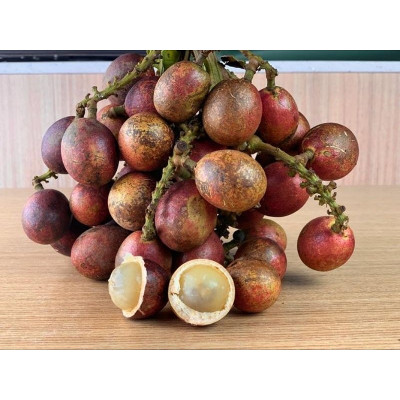 Anak Pokok Mata Kucing/ Longan Lada Hitam / Anak Pokok Longan Tangkai ...
