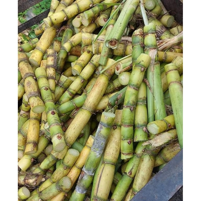Keratan Benih Tebu Telur Benih Tebu Telor | Shopee Malaysia